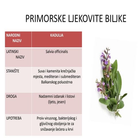 Biologija, primorske ljekovite biljke | PPT