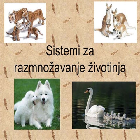 Sistem organa za razmnozavanje kod zivotinja- Srbac | PPTX
