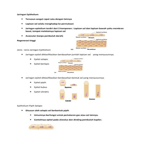 Anfiswan k2-1 - jaringan epitel | PDF