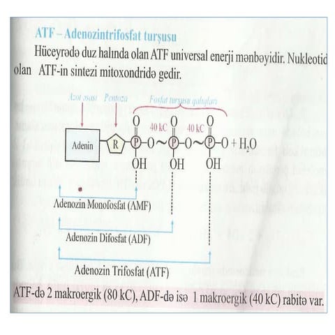 Biologiya 10 (ATF ) | PPTX