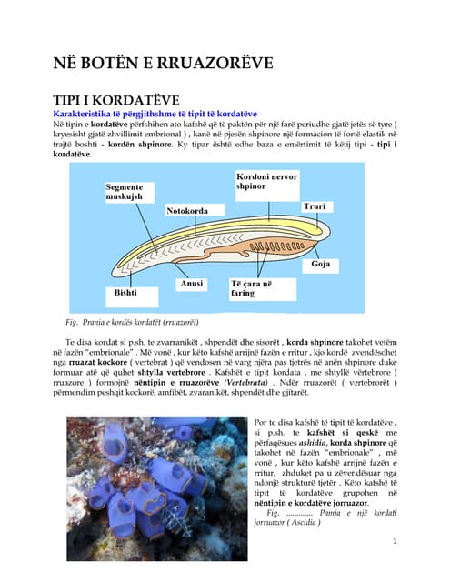 Kariesi i dhembeve dhe parandalimi i bazuar ne riskun e kariesit | PPT