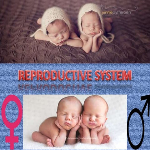 Reproductive System | PPTX