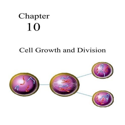 Biology - Chp10 - Cell Growth and Reproduction - Notes | DOC