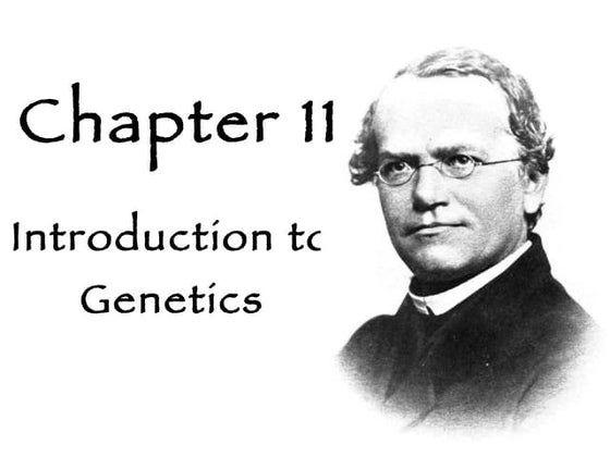 Introduction to Genetics | PPTX | Genetics | Science