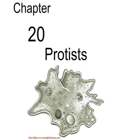 Biology - Chp 20 - Protists - PowerPoint | PPT