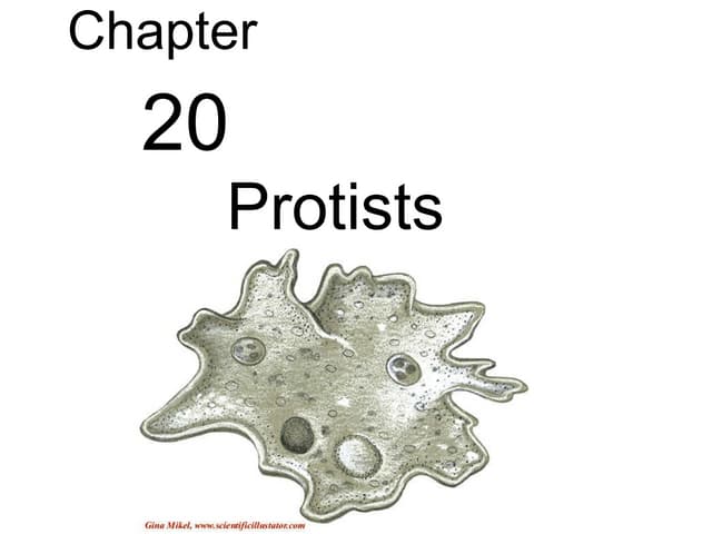 Biology Chp 20 Protists Powerpoint Ppt