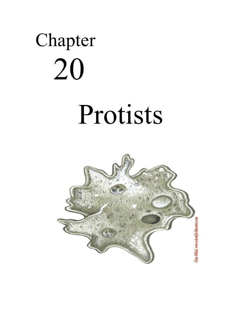 Biology Chp 20 Protists Notes