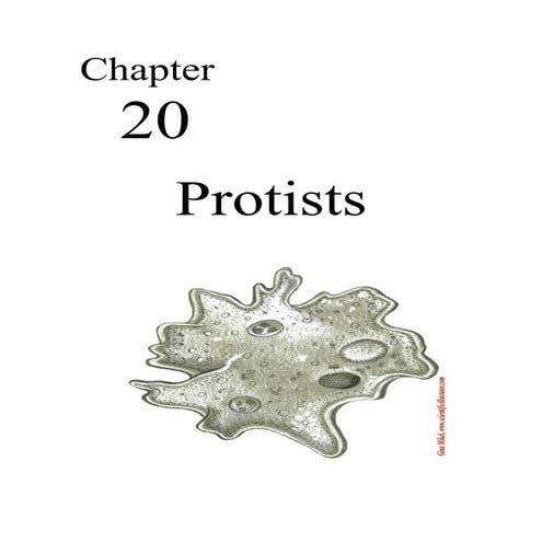 Biology - Chp 20 - Protists - Notes | DOC