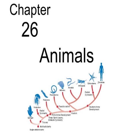Biology - Chp 26 - Animals - PowerPoint | PPT