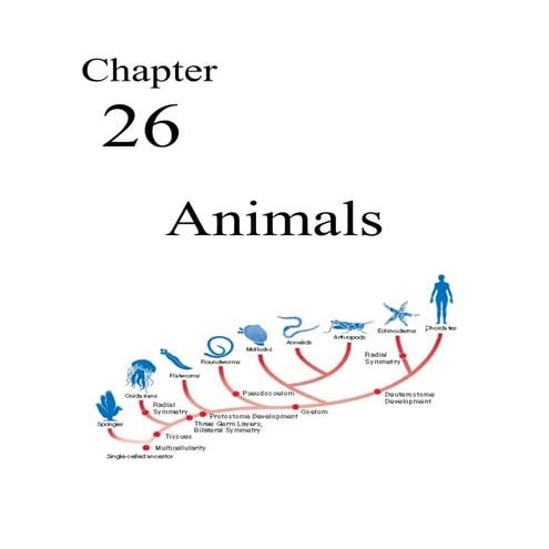 Biology - Chp 26 - Animals - Notes | PDF