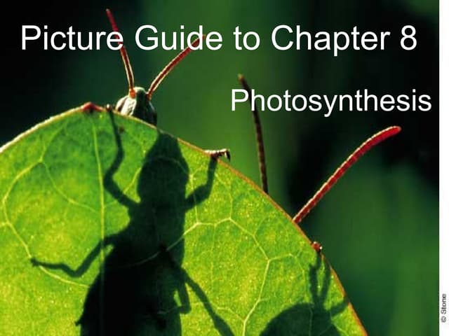 Photosynthesis light dependent reactions | PPTX