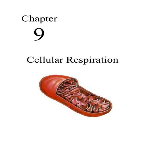 Biology - Chp 9 - Cellular Respiration - Notes | DOC