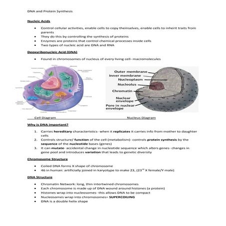 Biology notes-dna-and-protein-synthesis | PDF