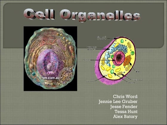 Minimalist Biology Cell Organelles Science Flash Cards | PPT
