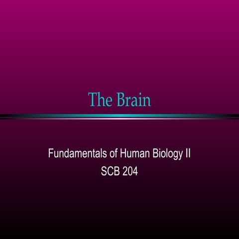 Biology the brain | PPT