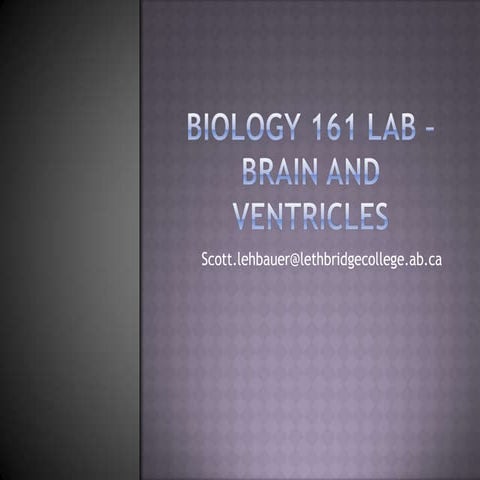 Biology 161 lab_7__brain_and_ventricles2 | PPTX