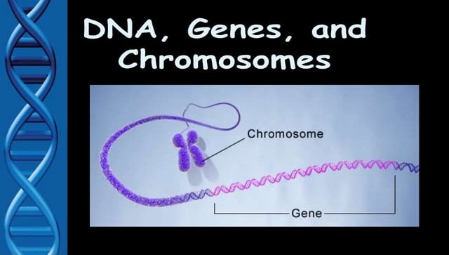 Chromosome Gene Model Clipart Lesson Plan