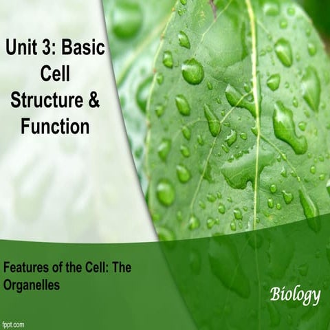Biology 7-2 Eukaryotic Cell Structure.ppt