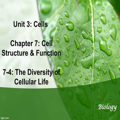 Biology 7-4 Diversity of Life.ppt the diversity of life | PPT