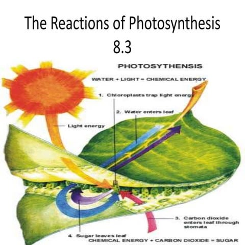 Energy and photosynthesis