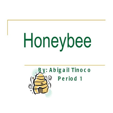 Honeybee life cycle Presentation for class 5 | PPTX