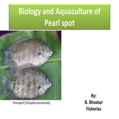 Biology and Aquaculture Pearl spot E. suratensis | PPTX