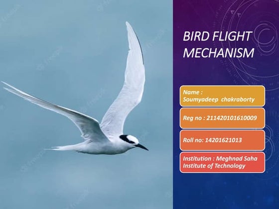 Mechanism of flight in bird | PPT