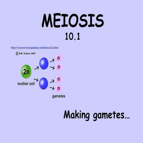 Meiosis and Heredity | PPT