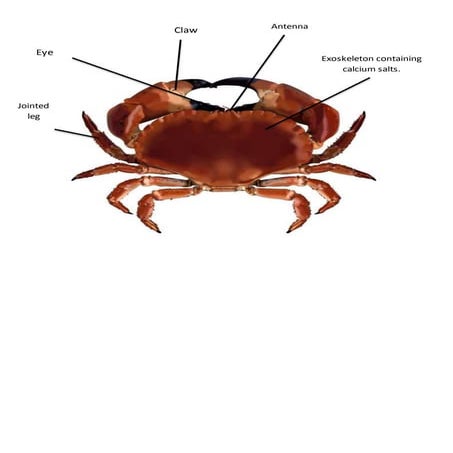 Biology crab | PDF