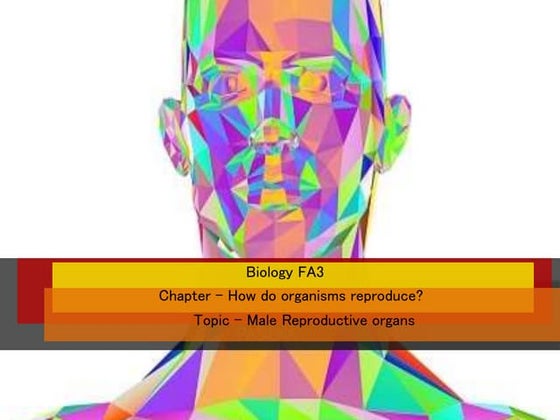 Male Reproductive System Biology Presentation in a Bold Pink Style ...