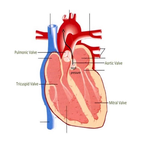 Biology (Label the heart, activity) | PPT