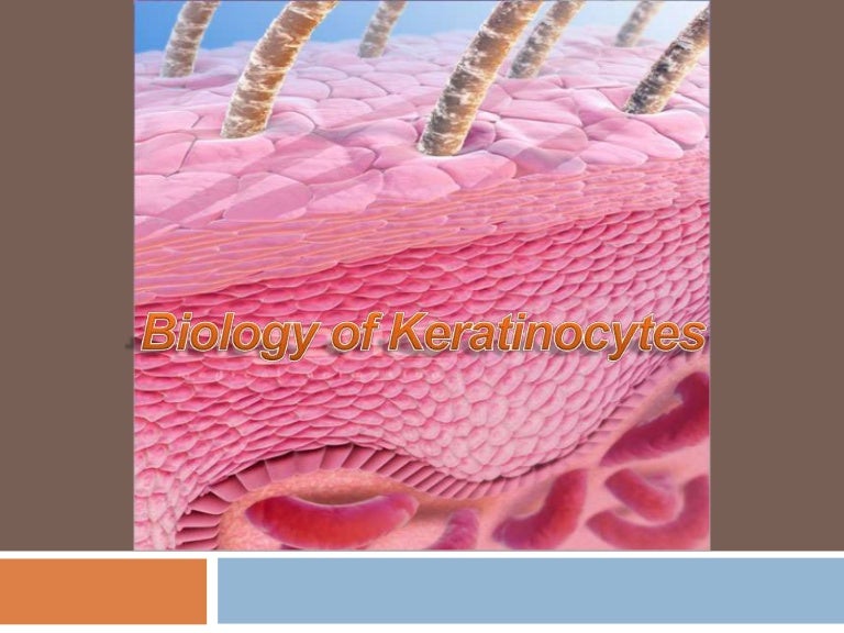 Biology of keratinocytes