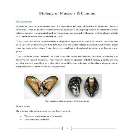 Freshwater Mussel Anatomy