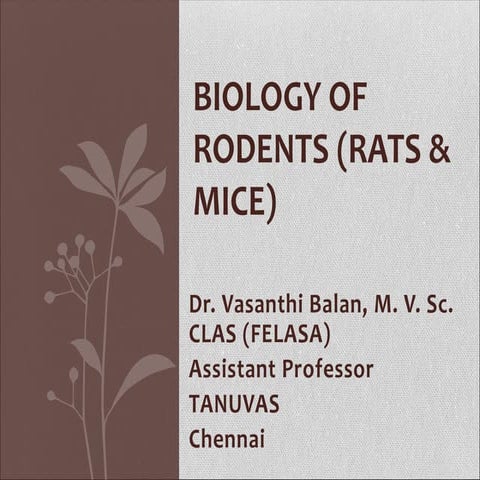 Biology of rodents (rats & mice) | PDF