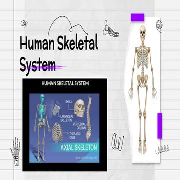 Human Skeletal System, Class 11 (Science).pptx