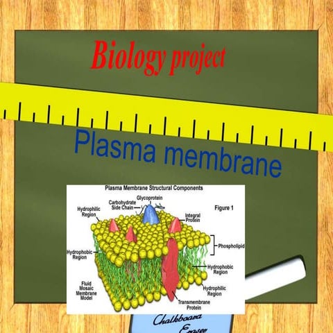 plasma membrane | PPT