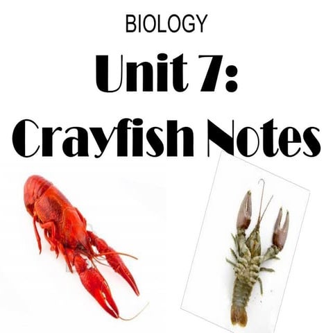 Crayfish dissection diagrams | PPTX