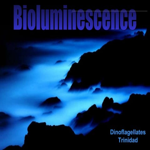 Bioluminescence | PPT