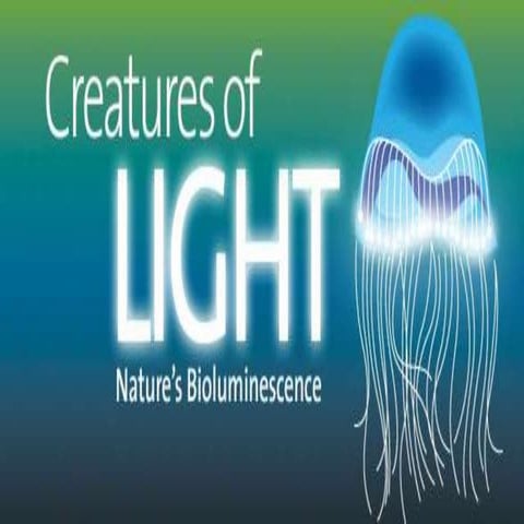 Bio-luminescence | PPT