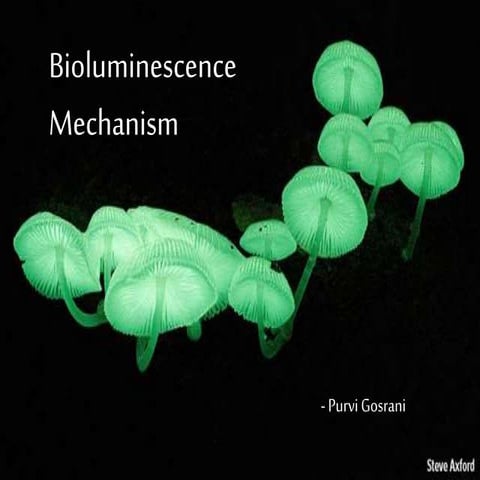 Bioluminescence mechanism | PPTX