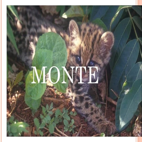 Bioma argentina montes | PPT