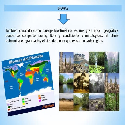 La selva tropical | PPTX