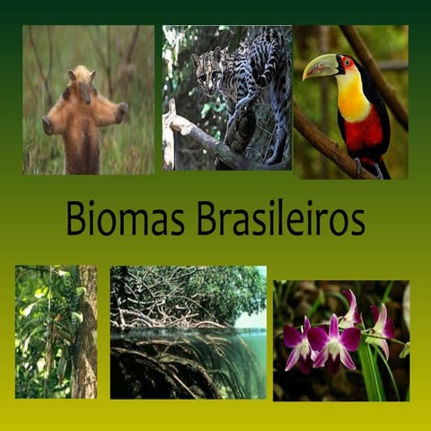 Biomas brasileiros | PPT
