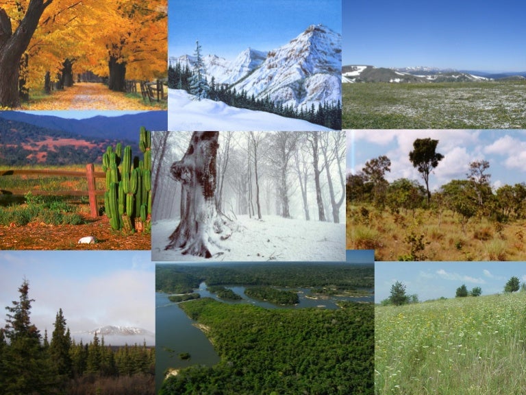 Biomas Que Es Tipos E Importancia Significadosdenet Images