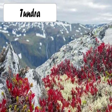 Hojas De Trabajo Sobre El Bioma De La Tundra II Sistemas Ambientales Y