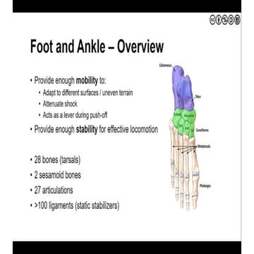 Biomechanics of foot and ankle | PPT