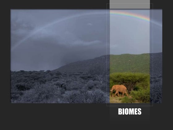 The Taiga Biome | PPTX