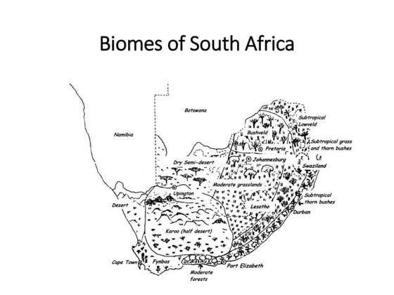GRADE 10 SOUTH AFRICAN BIOMES PRESENTATION .pptx | Geography | Science