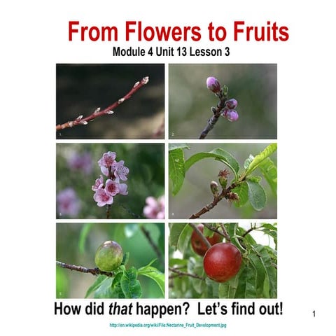 Biology M4 Flowers to fruits and seeds | PPT