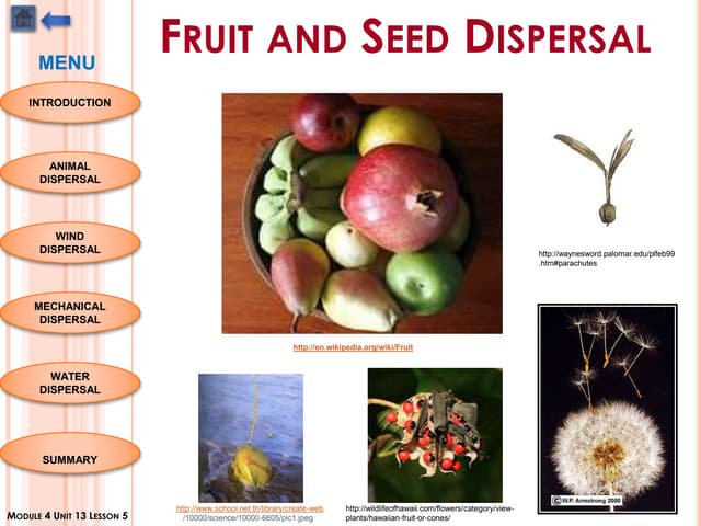 Mechanisms of seed dispersal | PPT